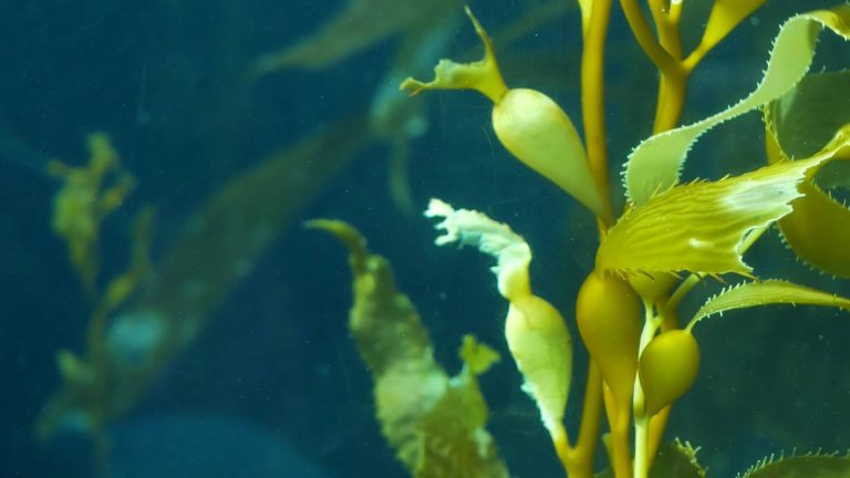 Roullier - Innovation Awards - Awards roullier 2025